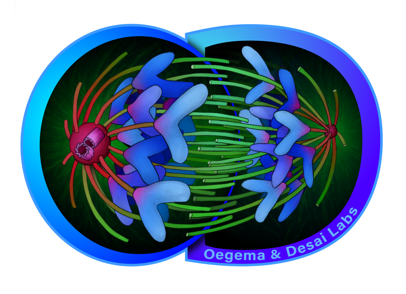 Cell Division in a Worm Embryo – Beata Science Art